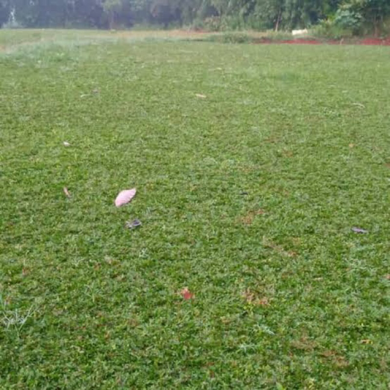Jual Tanaman Hias Rumput Gajah Mini Hijau 6 Meter Persegi Shopee