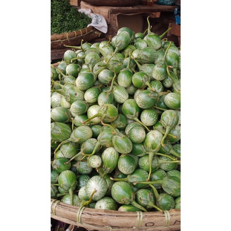 Jual terong bulat hijau segar sayur lalapan 250gr | Shopee Indonesia
