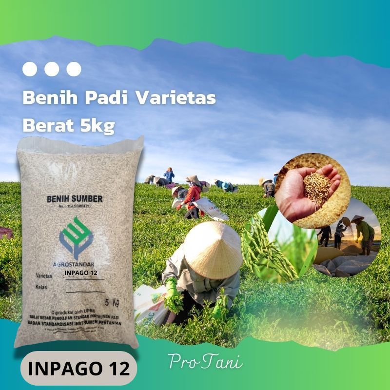 Jual BIBIT BENIH PADI VARIETAS INPAGO 12 BERAT 5KG | Shopee Indonesia
