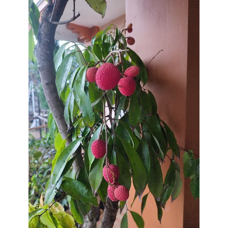 Jual Tanaman Buah Leci Merah Lychee Kom Hasil Cangkokan Sendiri ...