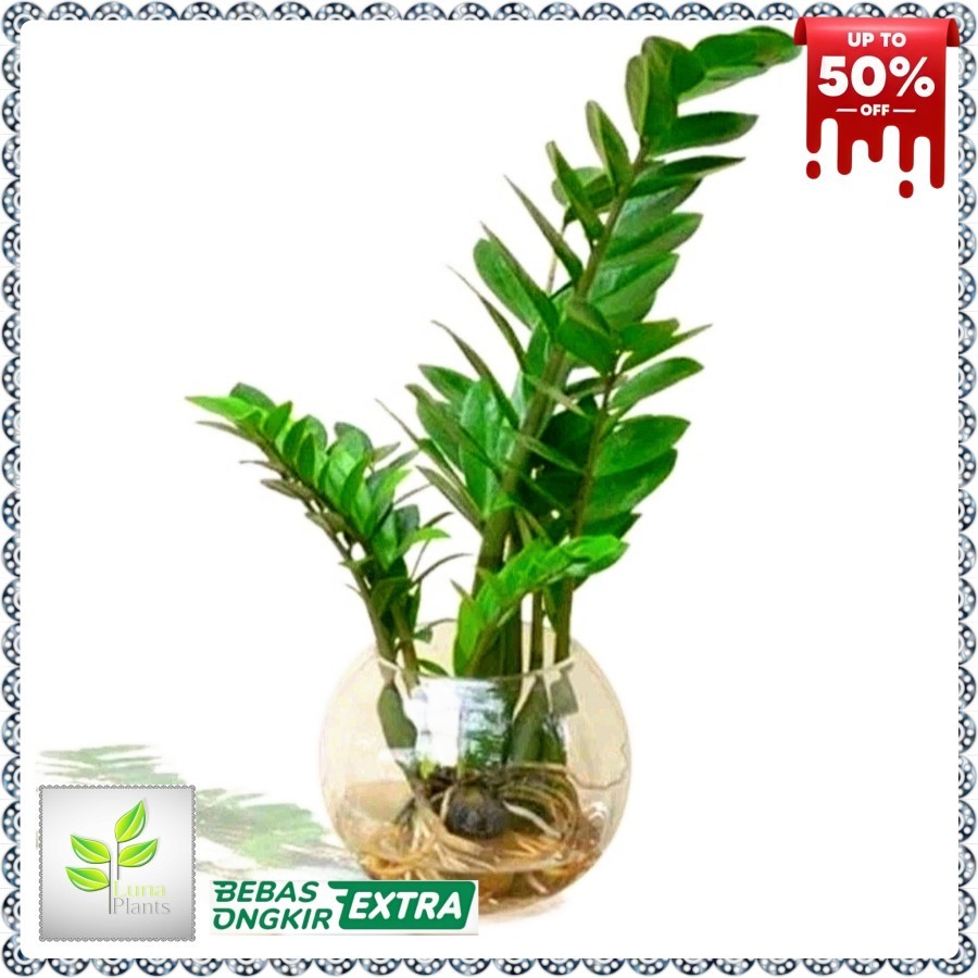Jual tanaman media air - tanaman air zamia dolar - zamia dolar | Shopee ...
