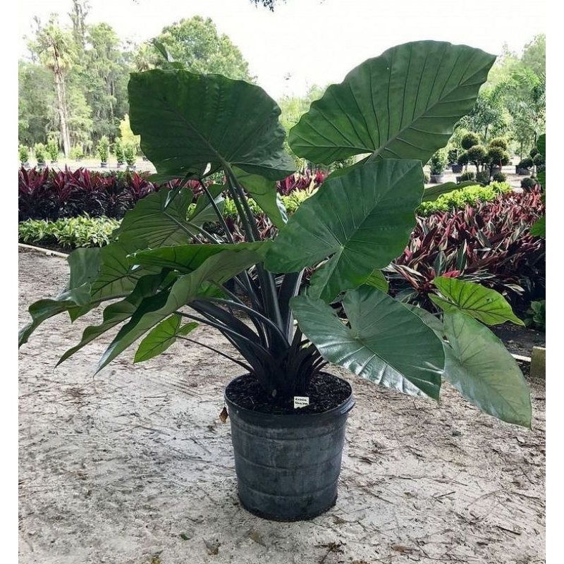 Jual Tanaman hias sente batang hitam-sente bali alocasia | Shopee Indonesia
