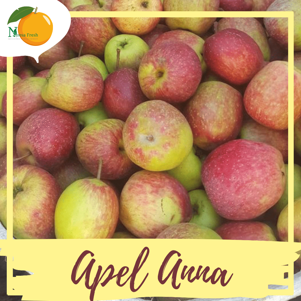 Jual Apel Anna Malang Fresh 1kg | Shopee Indonesia