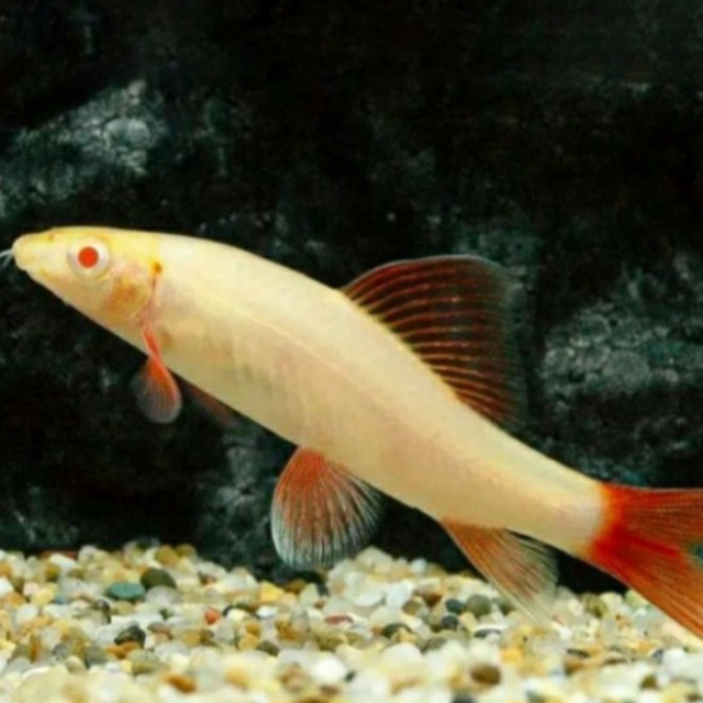 Jual ikan hias air tawar redfin albino ikan hias aquascape | Shopee ...