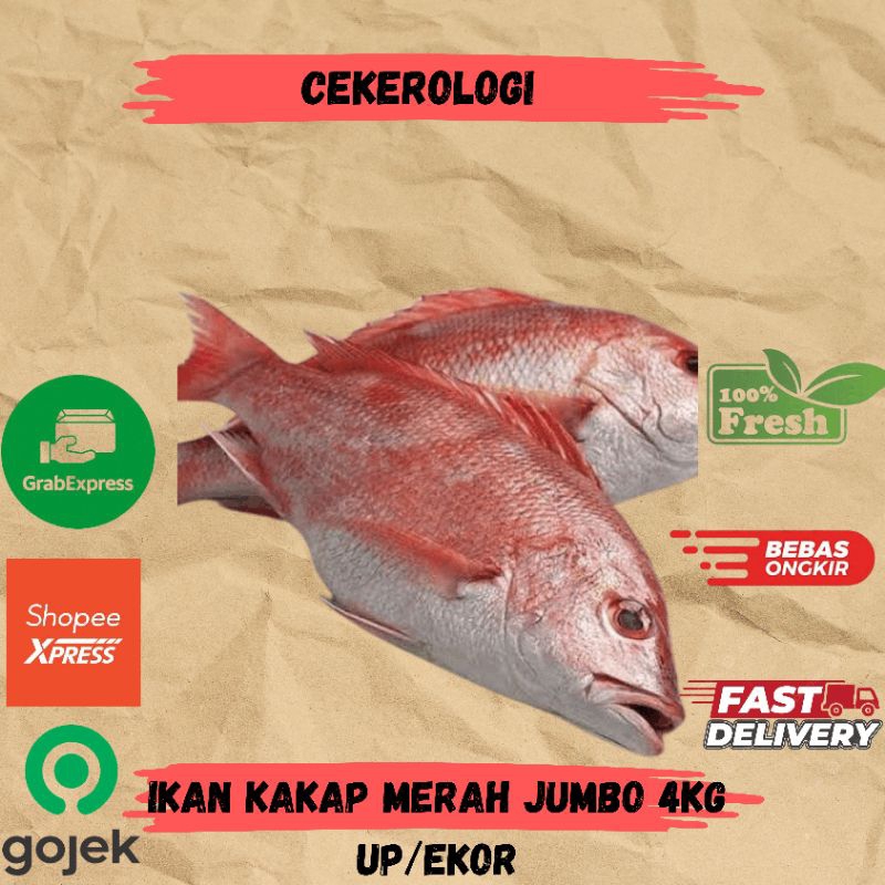 Jual Ikan Kakap Merah Jumbo 4kg Up / Ikan Kakap Merah Jumbo / Ikan ...