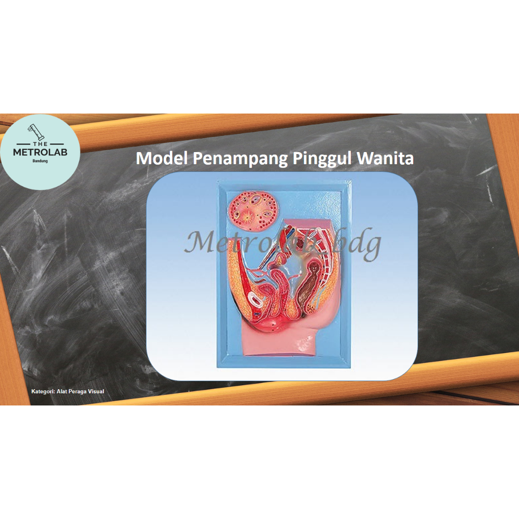 Jual Model Penampang Pinggul Wanita | Female Pelvis Model | Shopee ...