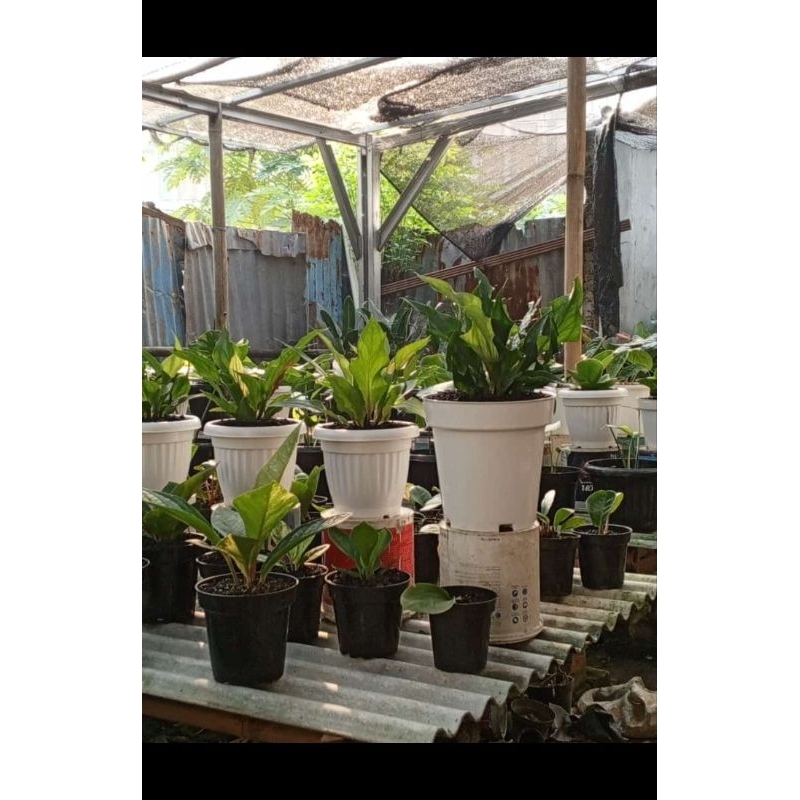 Jual anthurium obor merah ( besar) indukan. | Shopee Indonesia