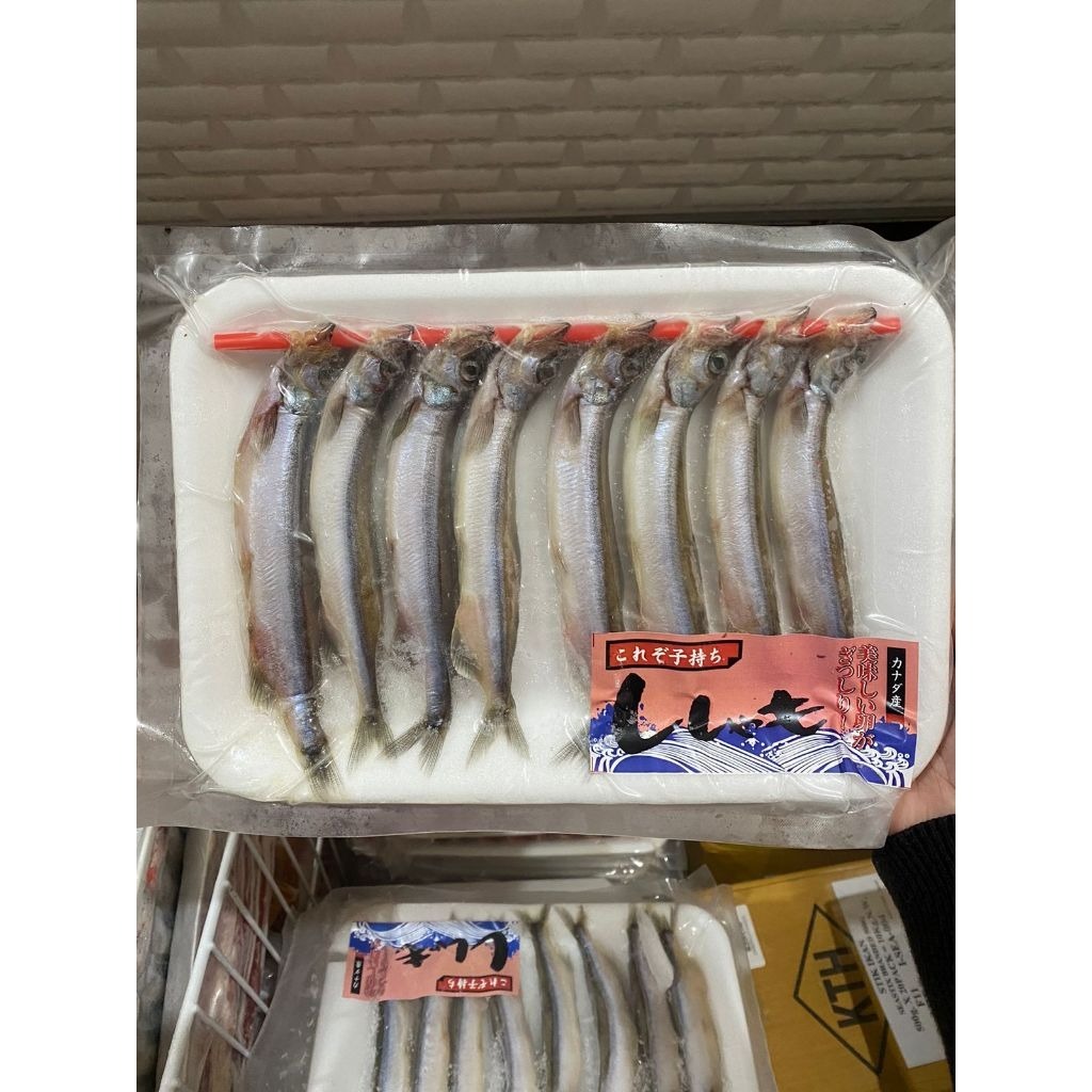 Jual SHISAMO FISH IKAN SHISAMO CAPELIN FROZEN | Shopee Indonesia