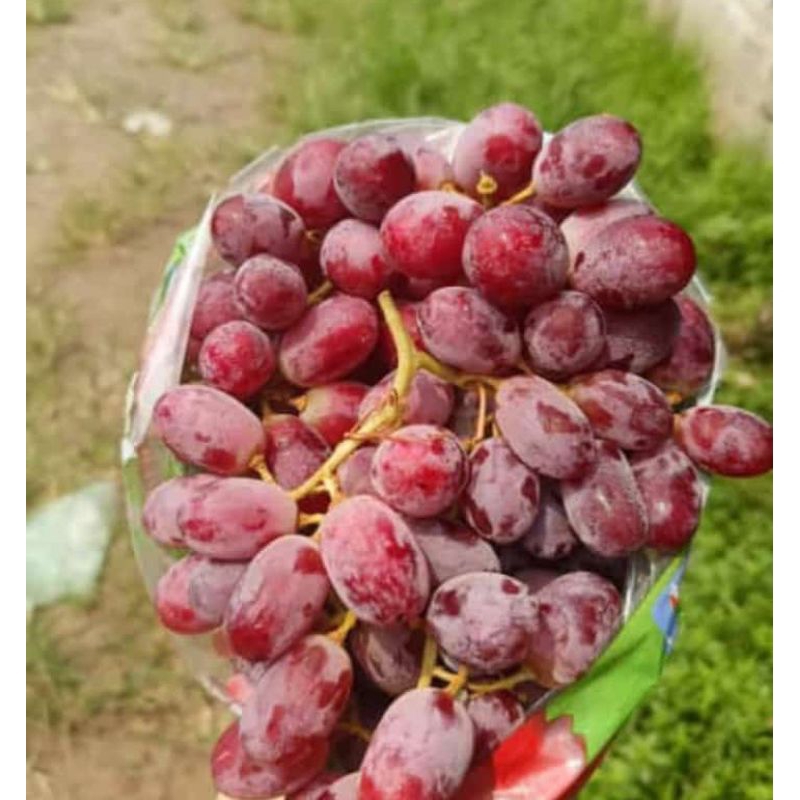 Jual Anggur Red Alison Manis, Garing, Nonbiji 1 kg | Shopee Indonesia