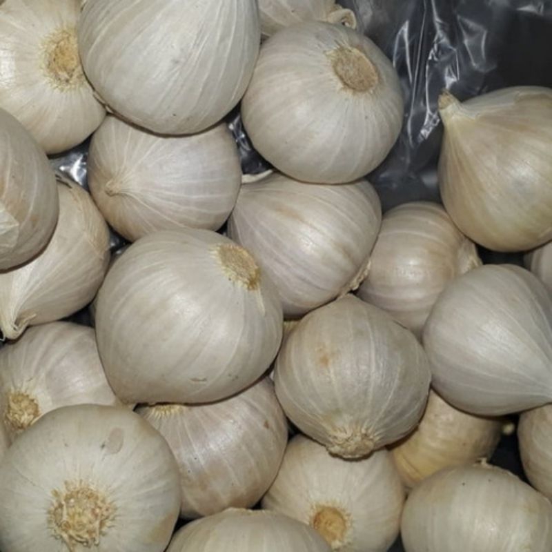Jual Bawang tunggal segar I bawang lanang segar ukuran besar 1 KG ...