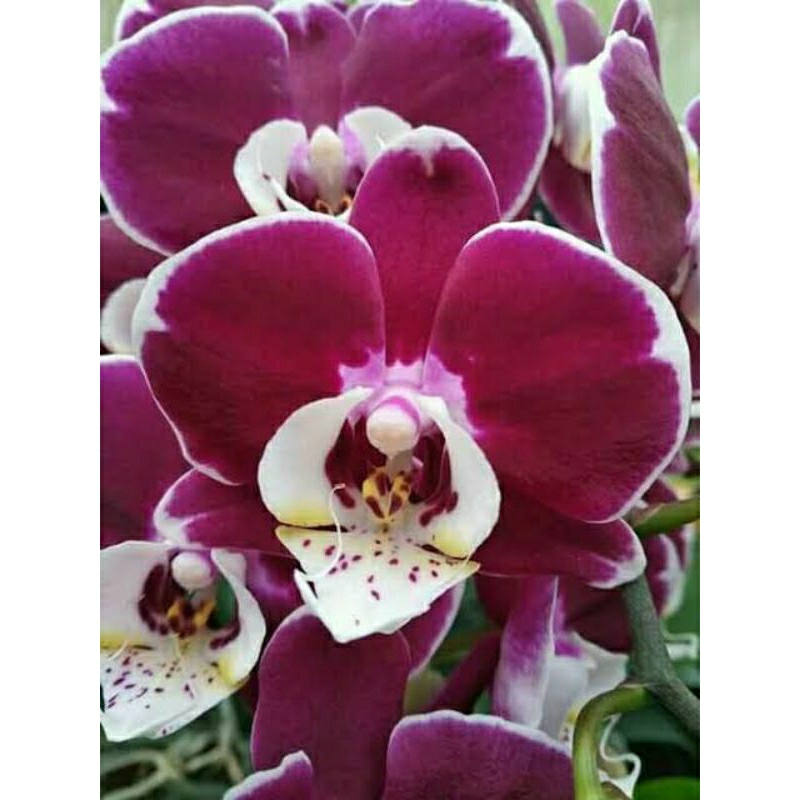 Jual Pra Remaja Bulan Bunga Jumbo (Warna Merah) | Shopee Indonesia