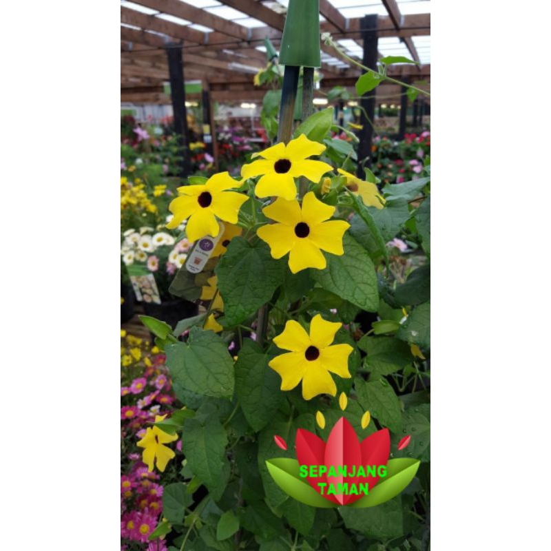 Jual Tanaman Hias Rambat Thunbergia Lemon Star / Tanaman Hias Rambat ...
