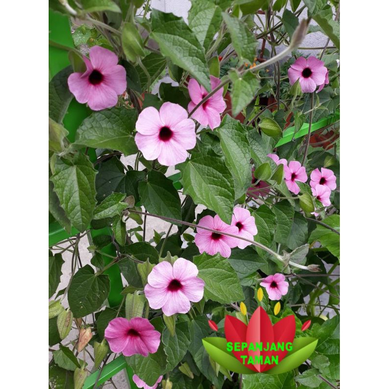 Jual Tanaman Hias Rambat Thunbergia Bunga Pink Eyes Vine / Tanaman Hias ...