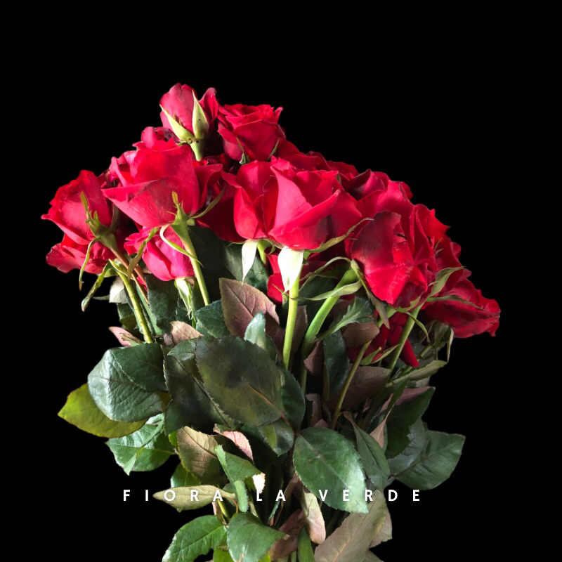 Jual Bunga mawar merah pendek - Bunga potong / 50 Tangkai / Bunga segar ...