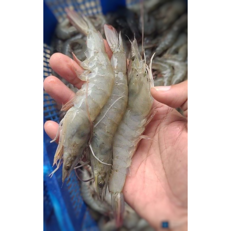 Jual Udang Fresh / Segar Besar ukuran 40 berat 1kg Praktis - Individual ...