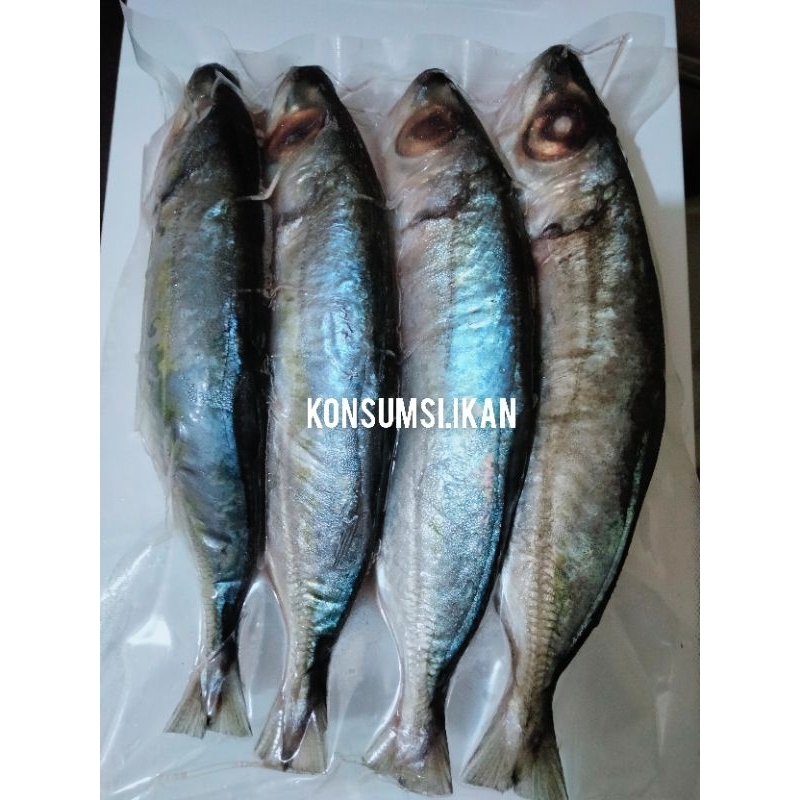 Jual Ikan Kembung Mata Belo | Shopee Indonesia