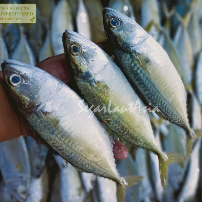 Jual Ikan Kembung Banjar Segar Ikan Kembung Banjar 1Kg | Shopee Indonesia