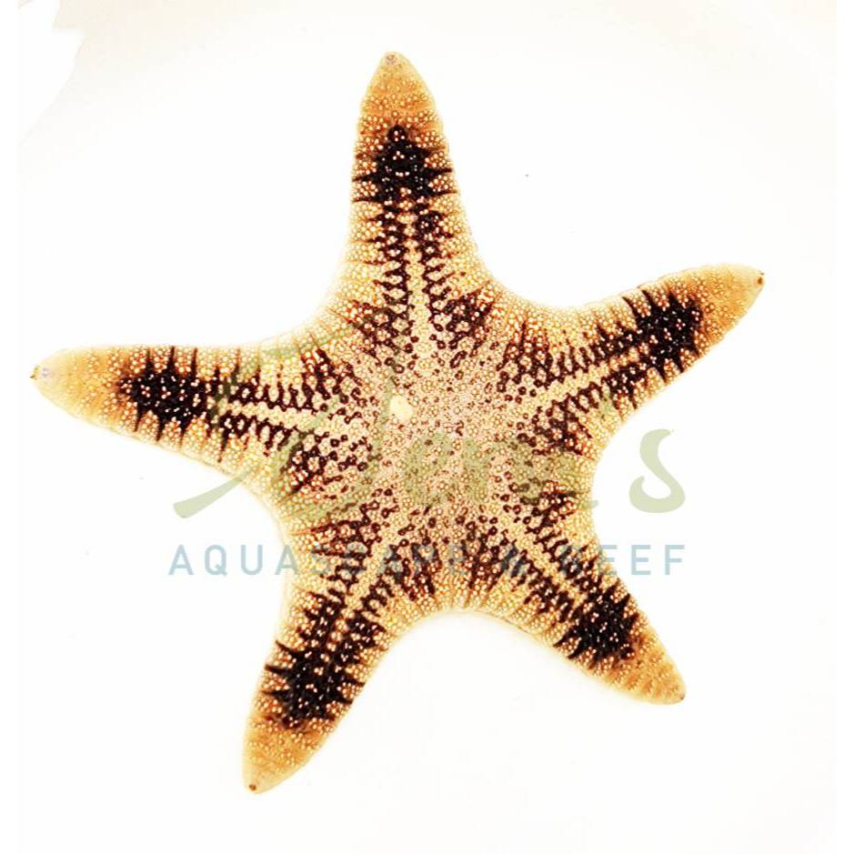 Jual Bintang Laut Jendral sp. (Biscuit Sea Star) | Shopee Indonesia