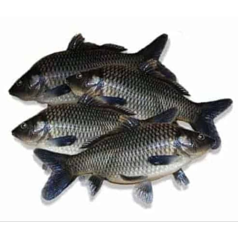 Jual ikan mas utuh 1kg isi 4-3 ekor | Shopee Indonesia