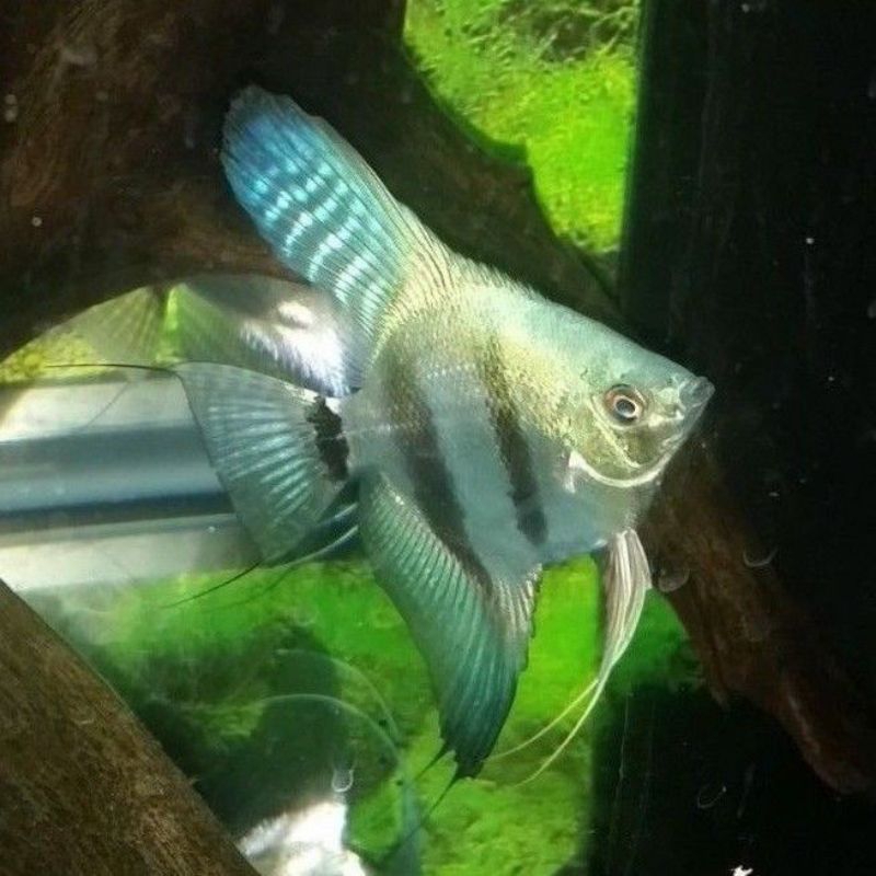 Jual ikan hias untuk aquarium manfish blue pinoy/blue philipine ikan ...