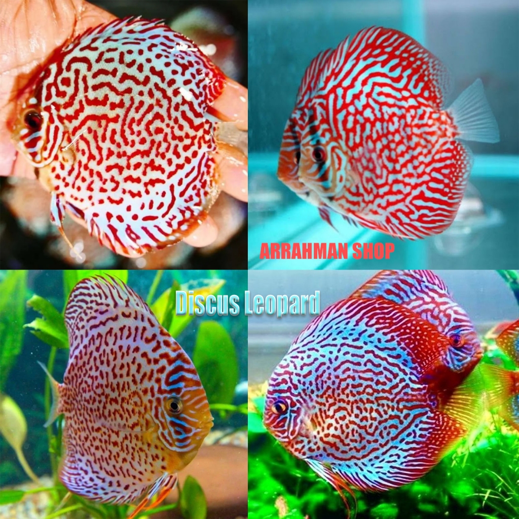 Jual discus leopard ikan discus leopard - ikan hias discus - ikan hias ...