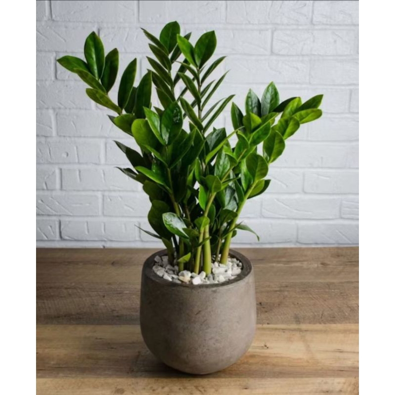 Jual Tanaman hias zamia dolar/zz plant/zamiaculcas | Shopee Indonesia