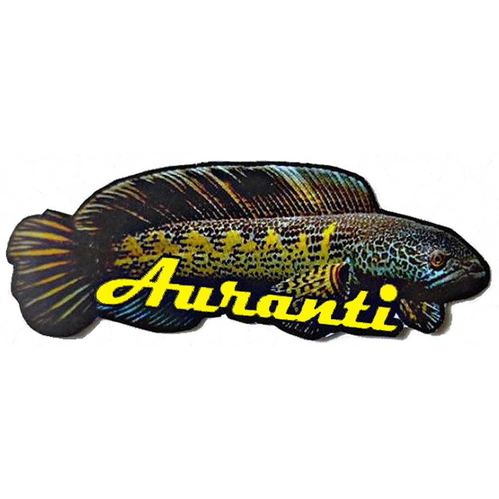 Jual Sticker Channa Auranti 8-10cm | Shopee Indonesia