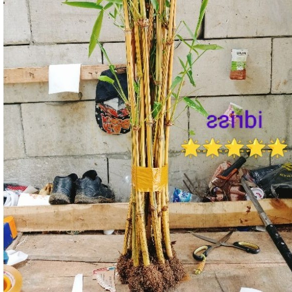 Jual bibit bambu kuning 1meter tanaman hias pengusir Roh jahat dan ...