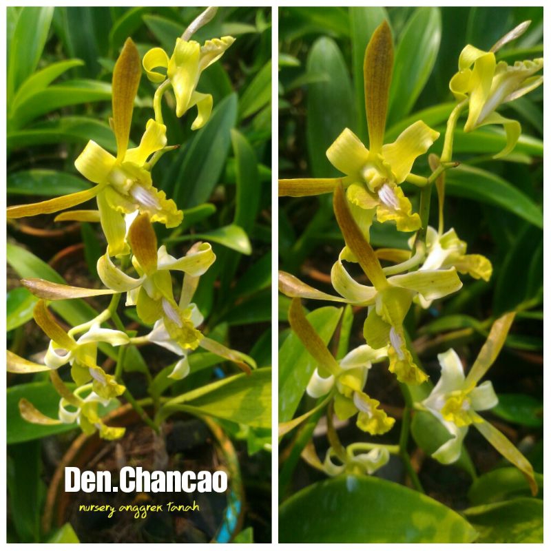 Jual Anggrek Dendrobium Chancao Dewasa Siap Bunga | Shopee Indonesia