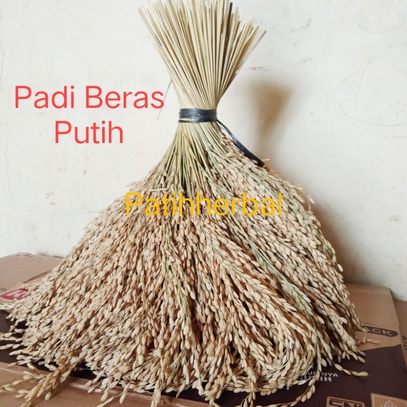 Jual Padi Beras Putih Bertangkai Panjang Asli Per 10 Tangkai | Shopee ...