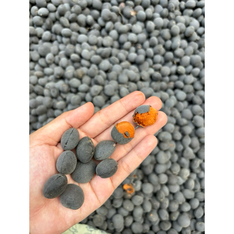 Jual Buah Ranji Kranji / Asam Kranji/ Asam Cina/ Asam Bludru 1 Kg ...