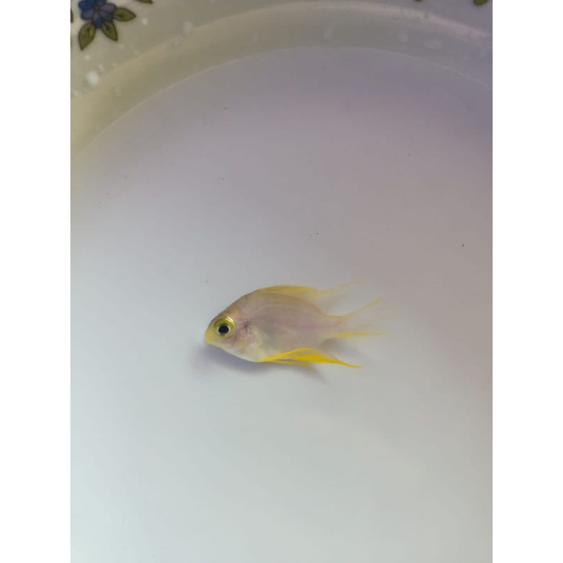 Jual sampiran kuning (ikan hias laut) | Shopee Indonesia