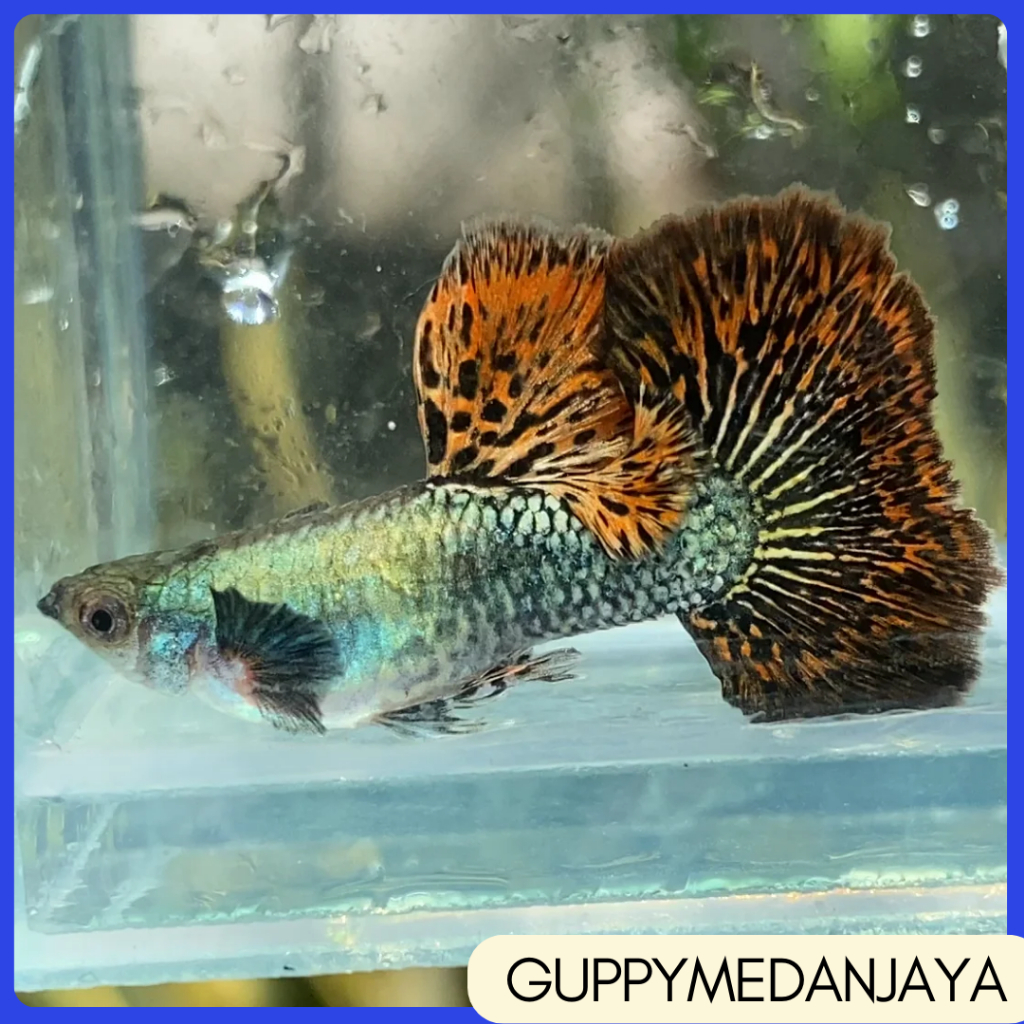 Jual packing kardus tebal - guppy RED DRAGON - PAKET 100 RB ISI 8 EKOR / 4 PASANG | Shopee Indonesia