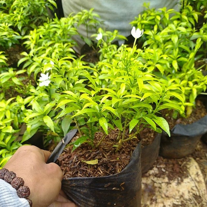 Jual tanaman hias rembosa mini golden - melati sabrina golden - saberna ...