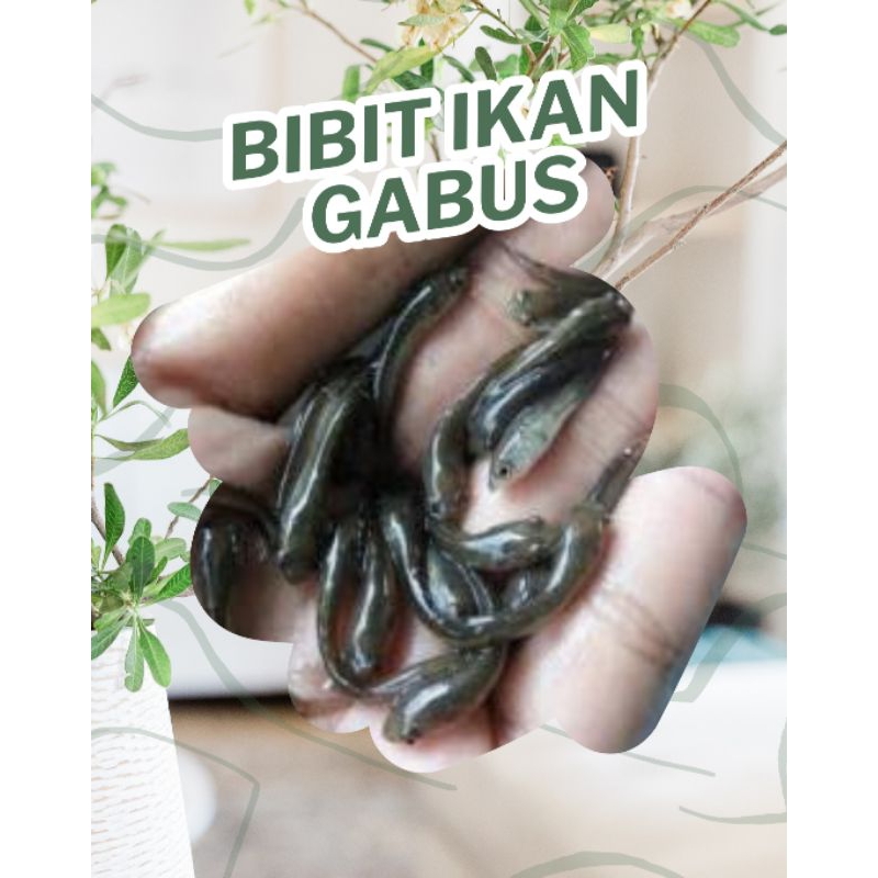 Jual Bibit ikan Gabus 3-4 cm Hasil Budidaya | Shopee Indonesia