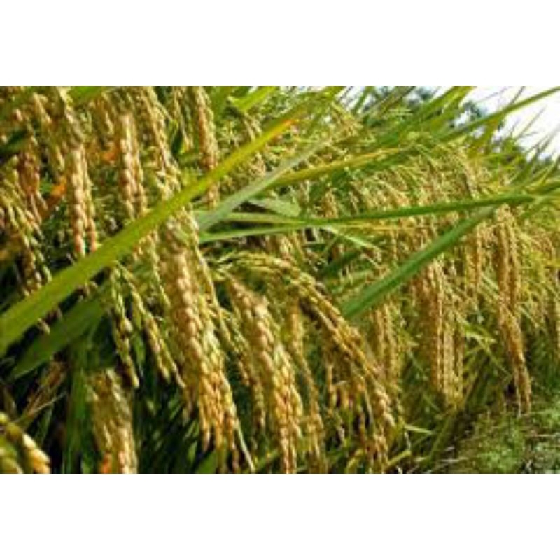 Jual beras belitang PAKET 5 kg | Shopee Indonesia