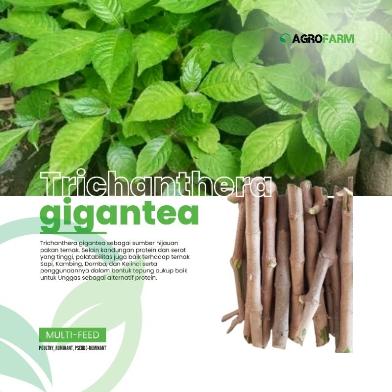 Jual STEK Tricantera Paket 1kg (Isi 10 Bonus 2 Batang) Trichantera ...