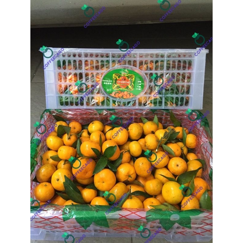 Jual Jeruk Shantang Daun Matsui (6.5 KG) Fresh Import | Shopee Indonesia