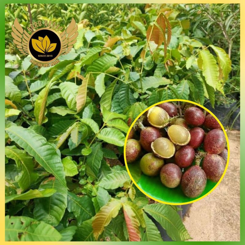 Jual Bibit Matoa Tanaman Super Genjah Cepat Berbuah | Shopee Indonesia