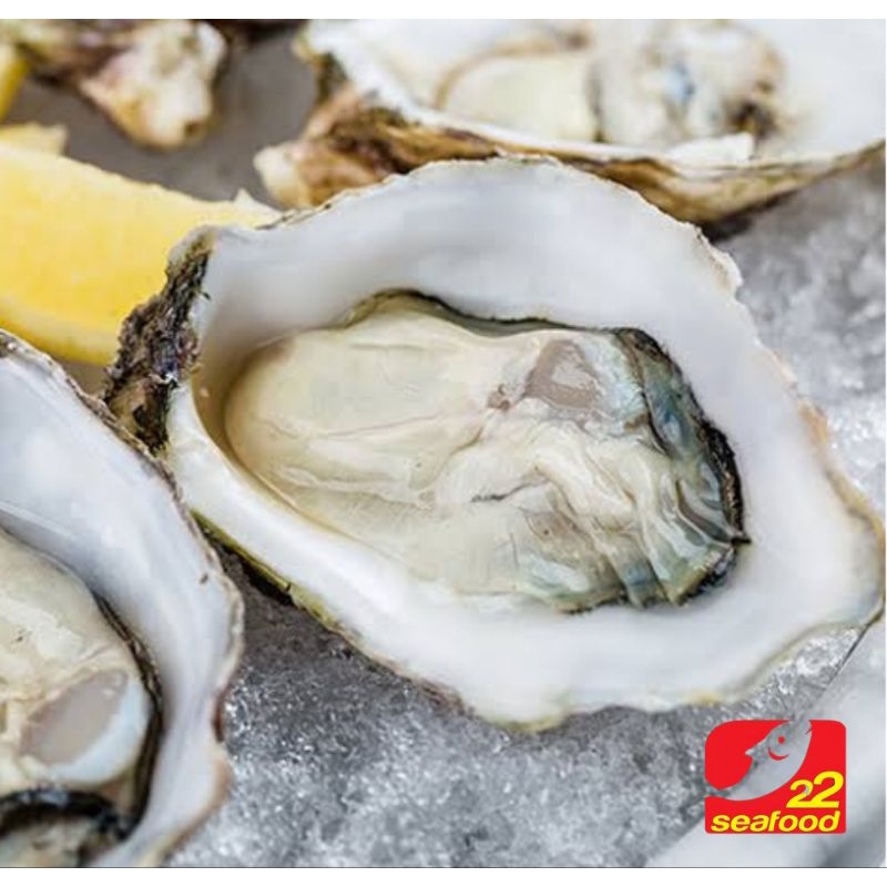 Jual Oyster Tiram 1 kg / Kerang Tiram / 22 Seafood | Shopee Indonesia