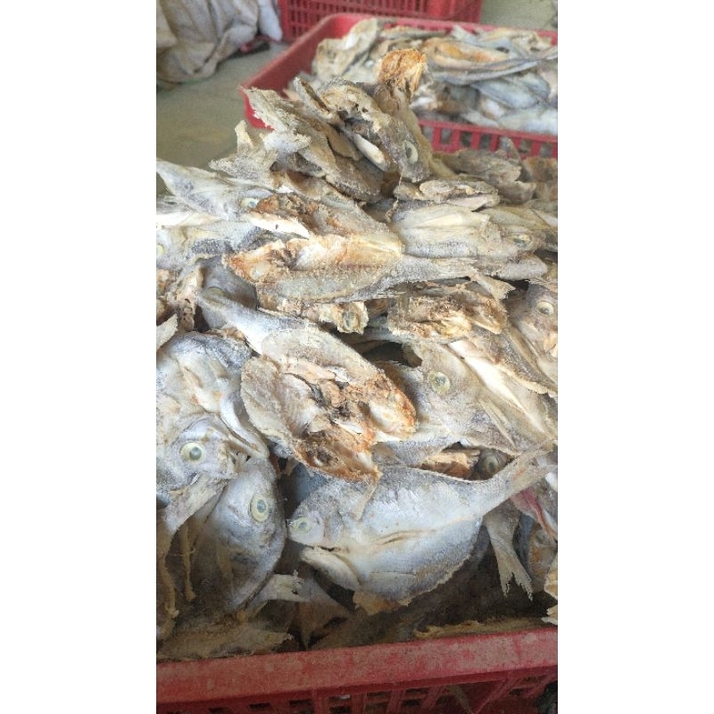 Jual ikan asin ketambak/ kepala batu/ gulama / tiga wajah | Shopee ...