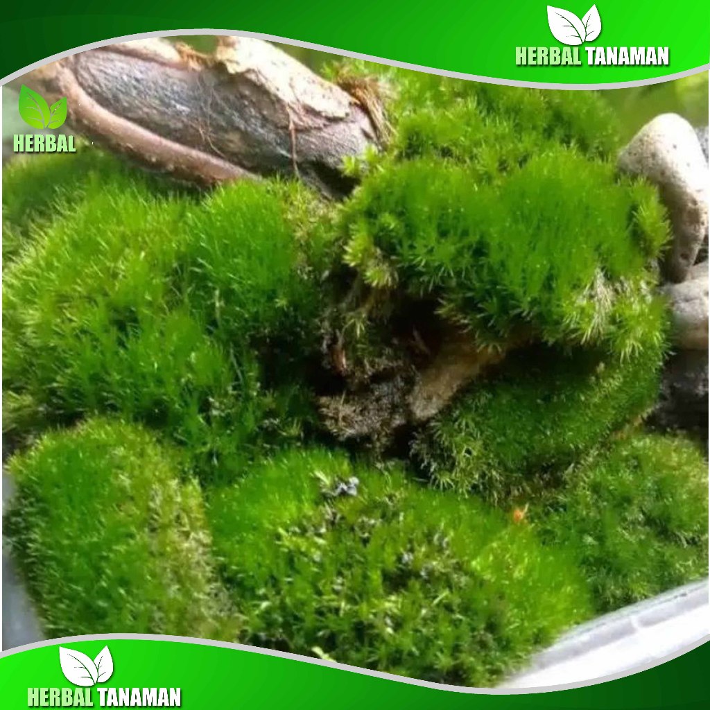 Jual Lumut Hidup Forest Moss Cover Bonsai 1 kg - Lumut Hutan Real Pict ...