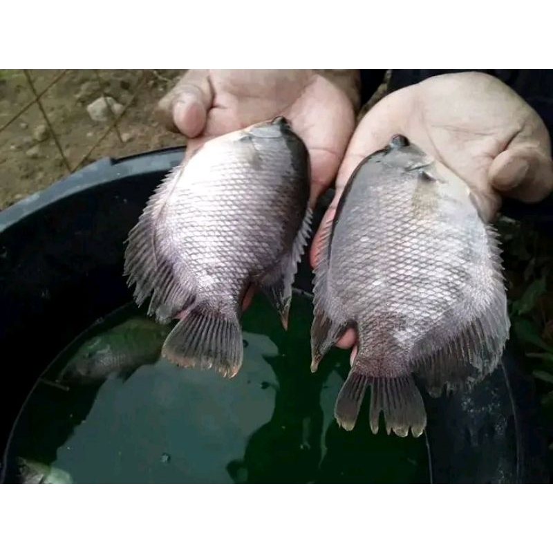 Jual BIBIT GURAMI SOANG KUALITAS 25+2 EKOR SUDAH MAKAN PELET | Shopee ...