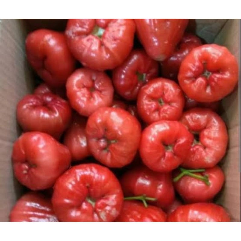 Jual Jambu Air Lokal (500 Gram) | Shopee Indonesia