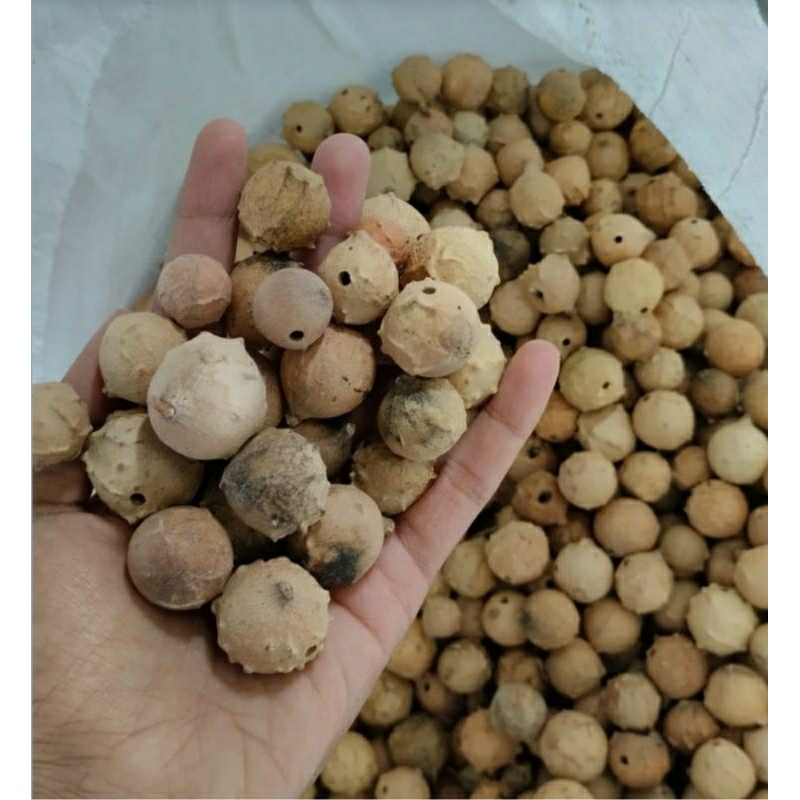 Jual Manjakani putih 1kg / buah Manjakani | Shopee Indonesia