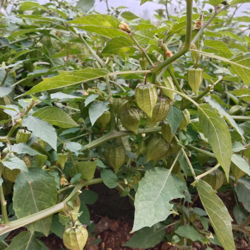 Jual daun ciplukan atau cecendet segar 500g | Shopee Indonesia