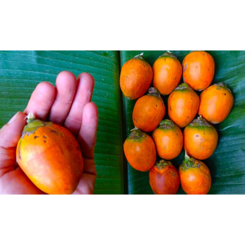 Jual Buah pinang tua 1 kg murah | Shopee Indonesia