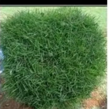 Jual Rumput jepang hidup murah rumput halaman rumput Taman rumput ...