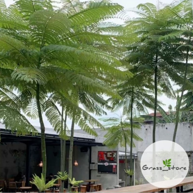 Jual Pohon Solobium 3 meter - Tanaman Hias Solobium - pakis brazil ...