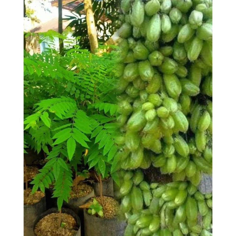 Jual Bibit belimbing wuluh,belimbing sayur 30-70 cm | Shopee Indonesia